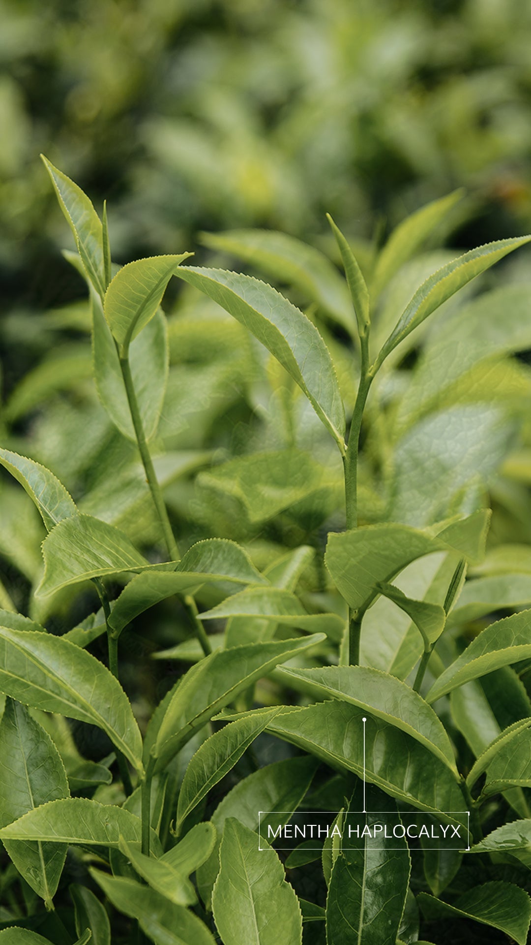 Shower Revolution: How to Transform Your Daily Ritual into a Spa Exper